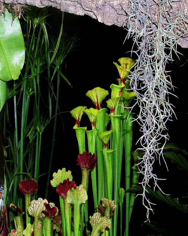 Diverse Gallery (weird plants 8 by 10)